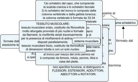 l'apparato locomotore Baccellieri Losito - Mappa Concettuale